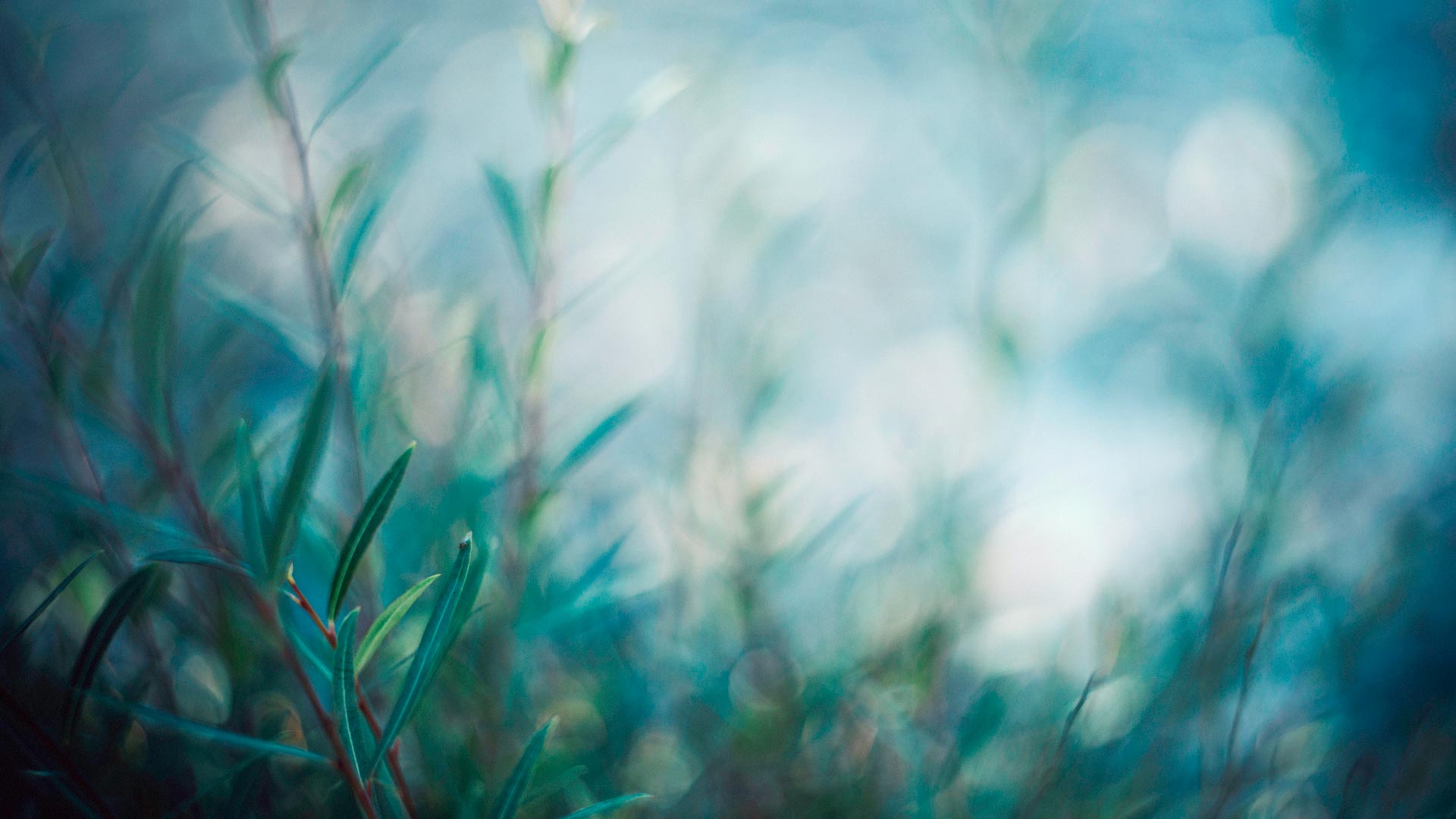 Contact Us - Questions about Energy Medicine - Quantum Techniques